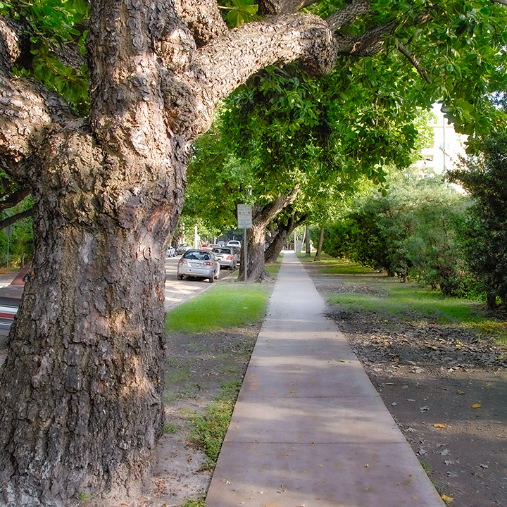The Grand Lie of Urban Forestry