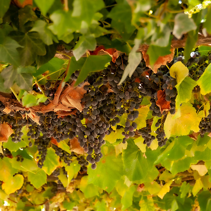 The Problem of Language